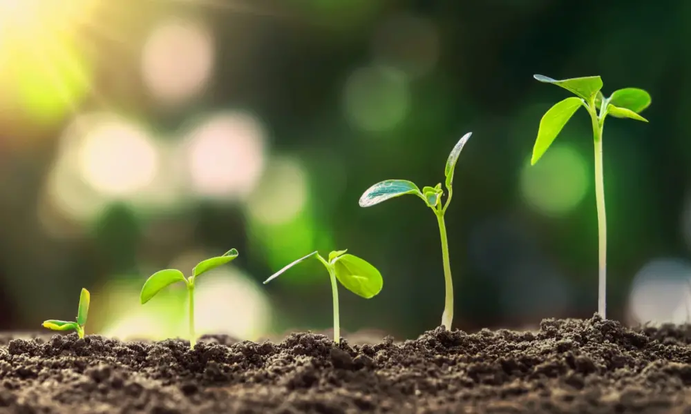 What To Grow From Seeds? - Fajar Magazine